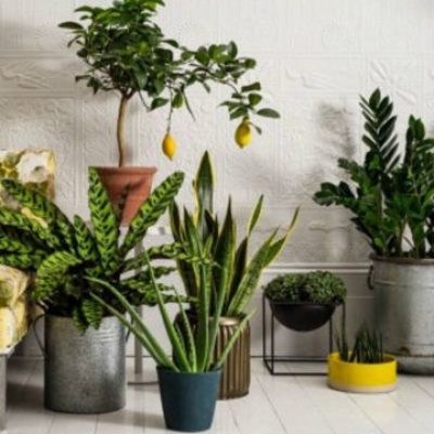5 plantas de sombra con flores para interiores