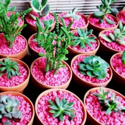 5 plantas de sombra con flores para interiores